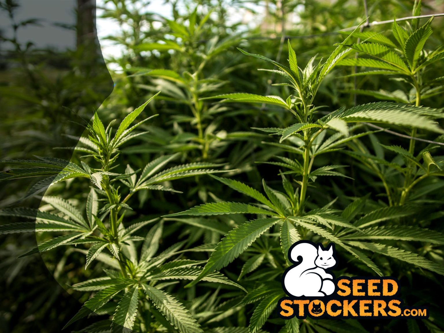 Canapa, cos’è e come si può impiegare - Weedstockers