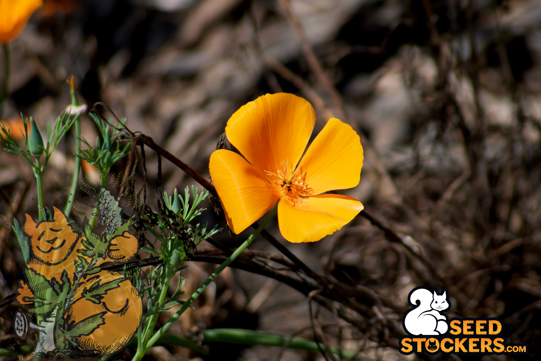 Cosa Sono I Terpeni Di Cannabis? - Weedstockers