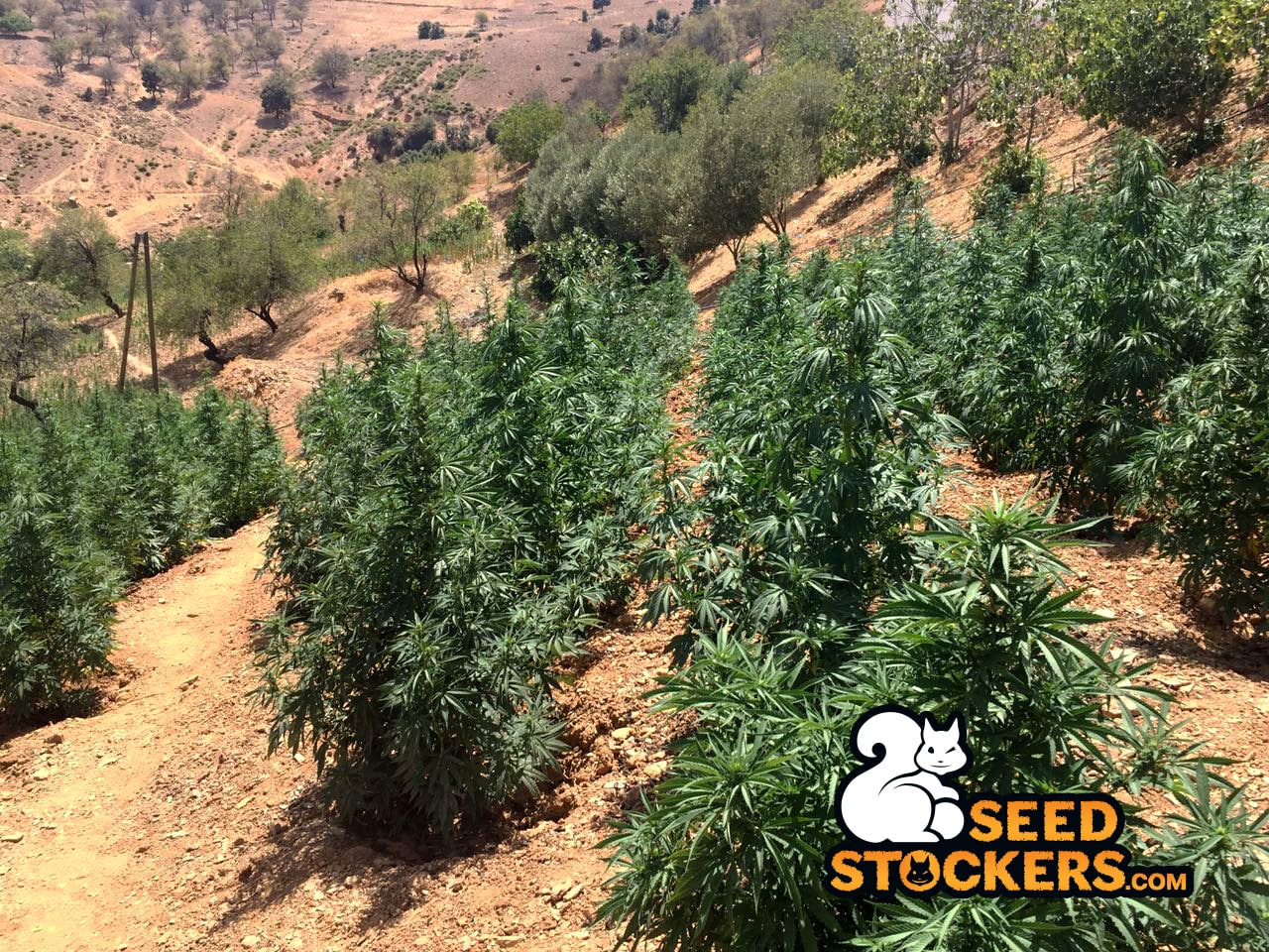 Il Marocco legalizzerà la produzione e la vendita della cannabis ad uso ...