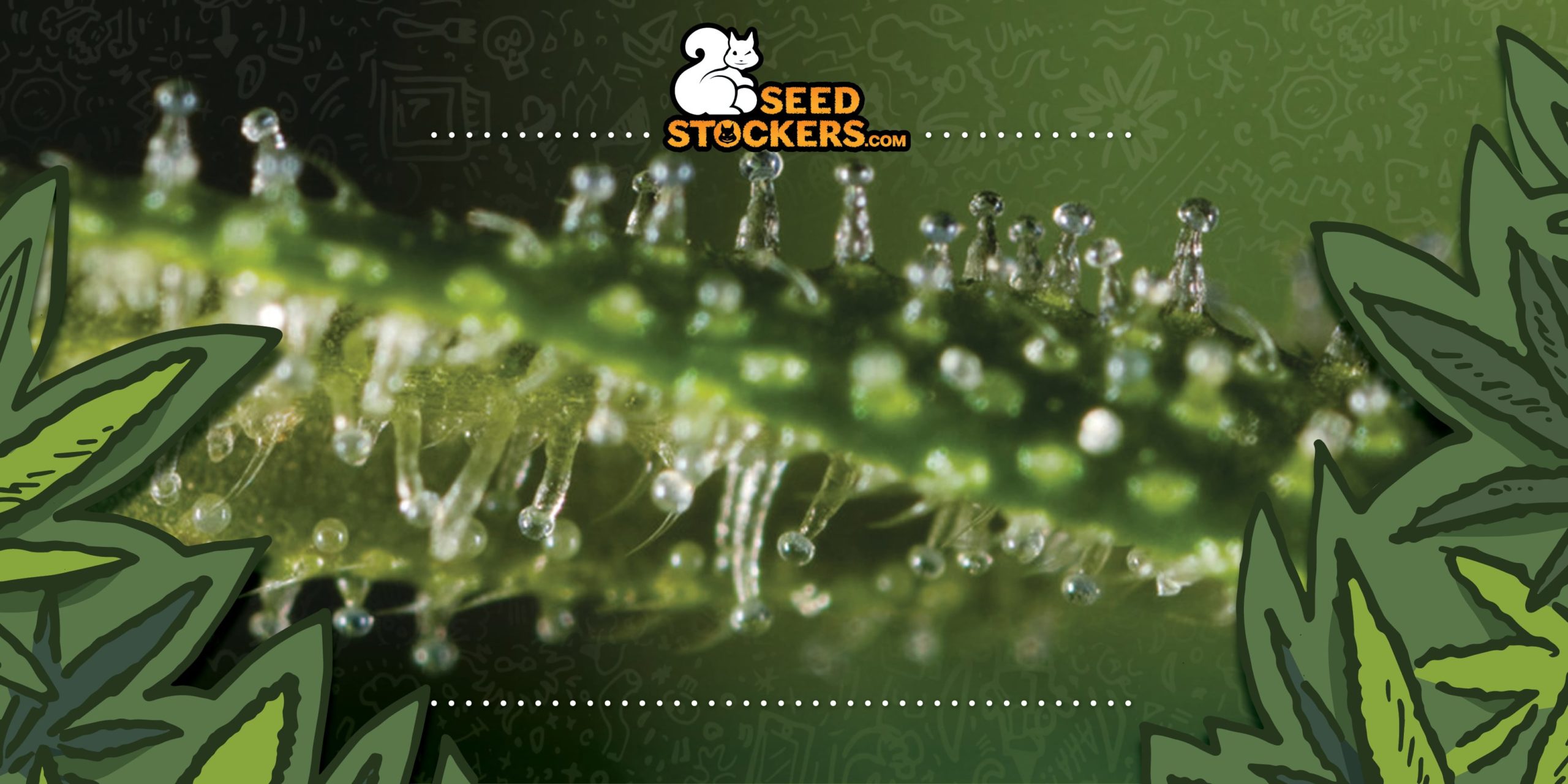 Cosa sono i tricomi della marijuana? - Weedstockers
