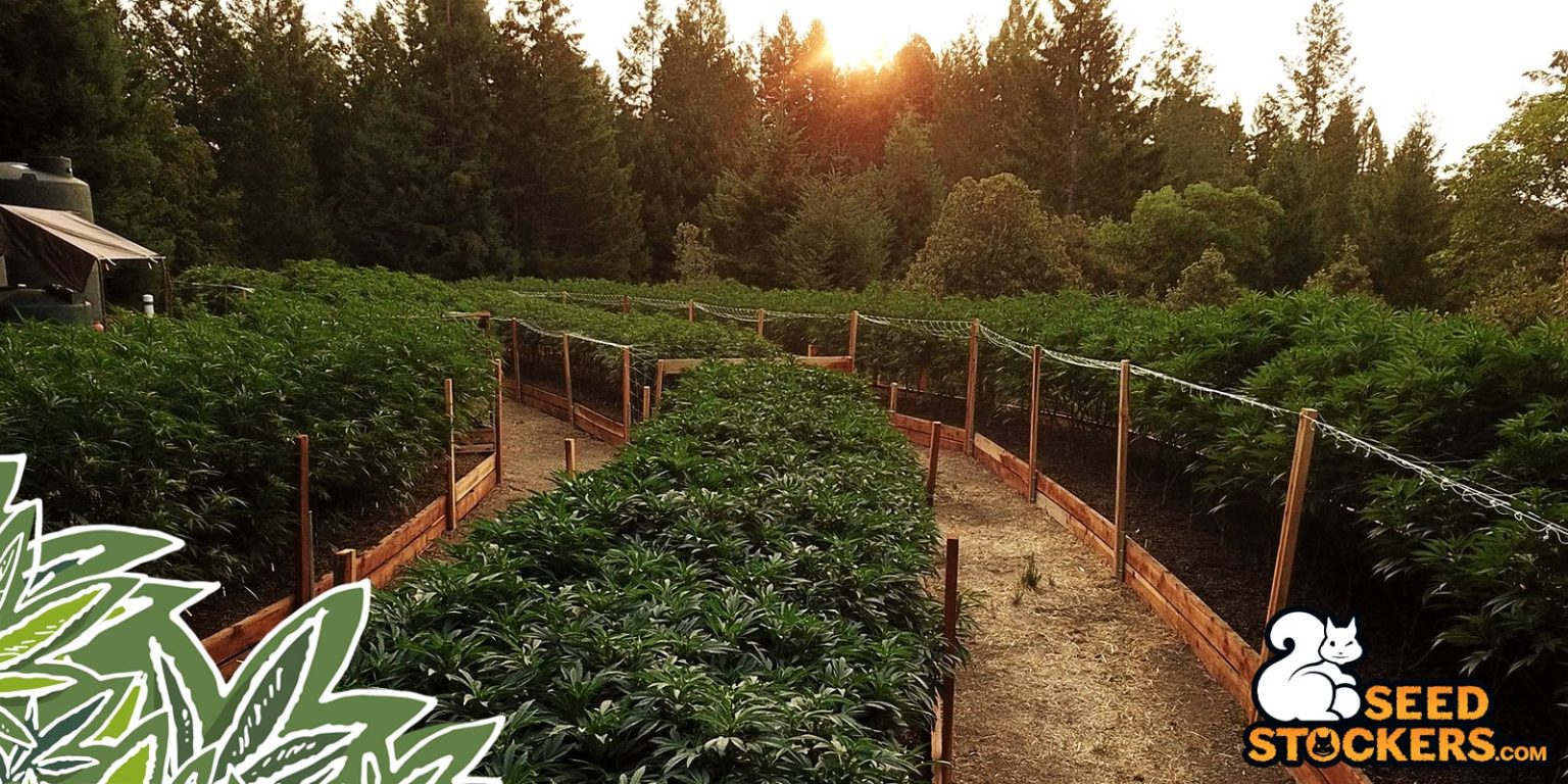 Che cosa significa OG e OG Kush? - Weedstockers