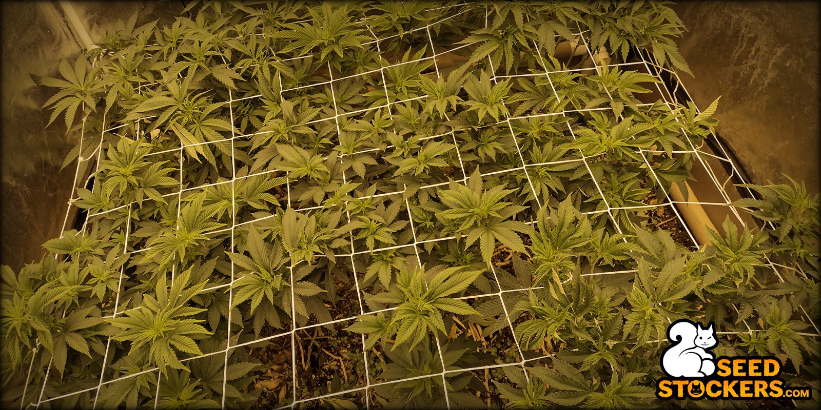 Guida per principianti al metodo SOG (Sea of Green) di coltivazione ...